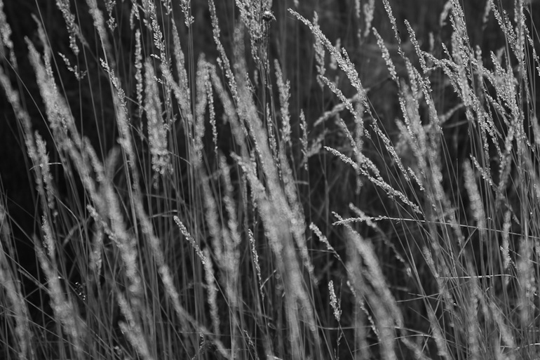 Detail and Texture by Jonathan Martin-DeMoor - Silvicola borealis Images